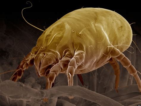 Chelicerata Identification Flashcards Quizlet