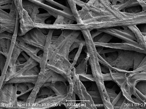 【造纸】纸样品不同加速电压效果对比 新材料 金鉴实验室