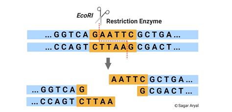 Restriction Endonuclease The Autophagy Regulatory Network