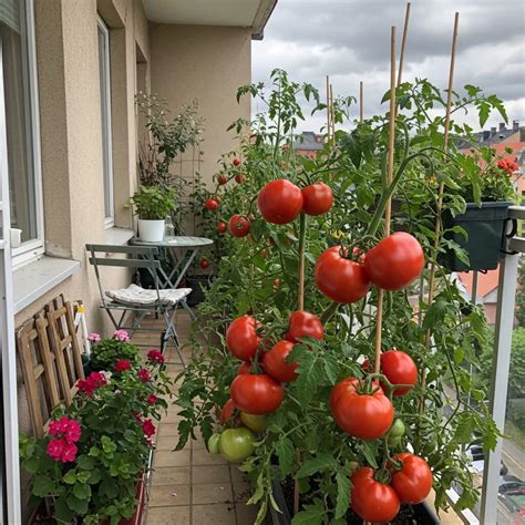 მზა იცით რომ პომიდვრის მოყვანა შეგიძლიათ ჩვეულებრივ აივანზეც თუკი მზიანი აივანი გაქვთ