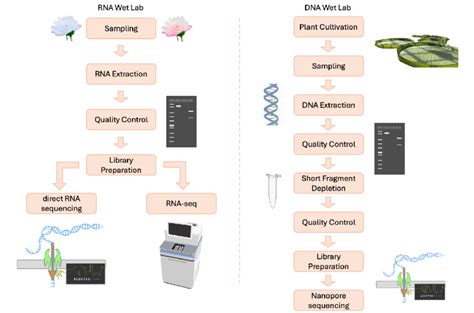 Workflow For The Rna Seq And Long Read Genome Sequencing Project Of