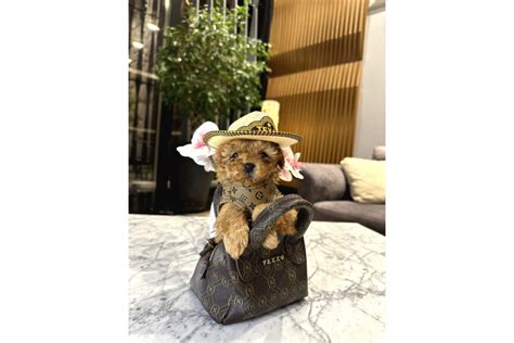 Micro Boy Konsept Oğlumuz Vegas