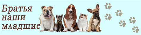 Братья наши младшие Фото милых домашних животних 2025 ВКонтакте