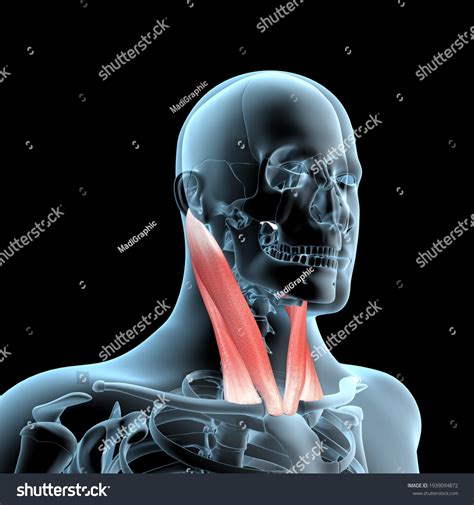 This D Illustration Shows Sternocleidomastoid Muscles Stock Illustration Shutterstock