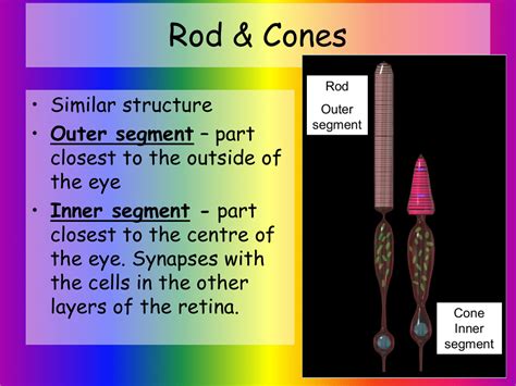 What Is The Major Difference Between Rods And Cones Design Talk