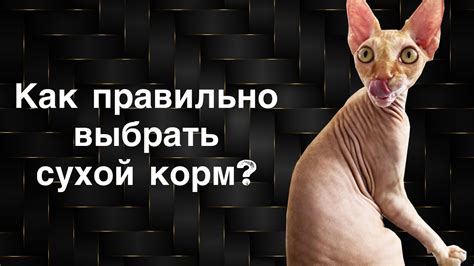 🥇Как выбрать сухой корм для кошки? Корм для канадского сфинкса - YouTube