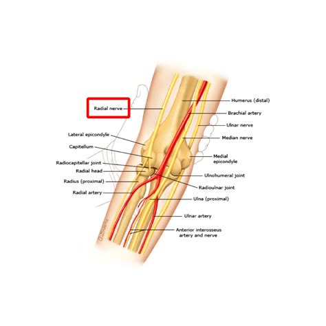Radial Nerve