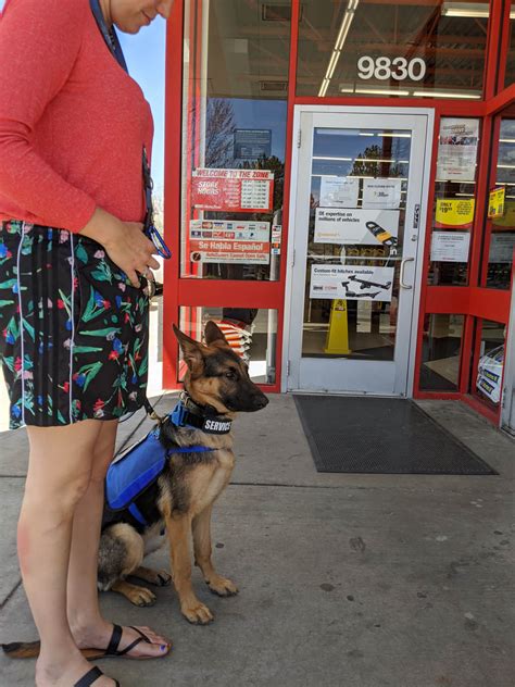 Elite Dog Training Classes Dte