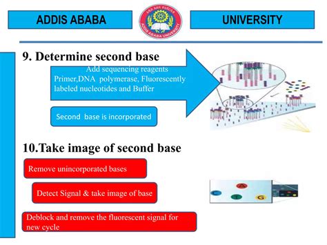 Illumina Sequencing By Synthesis Method Pptx