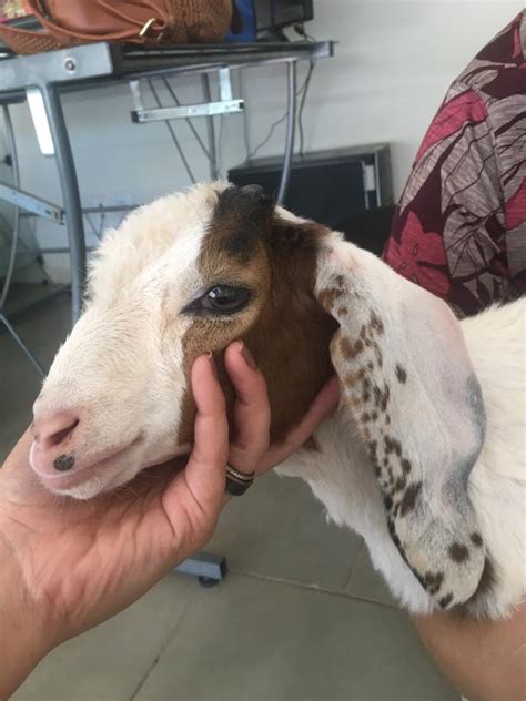 Gabriella Terra Veterinária Home Facebook