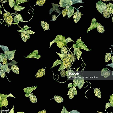 홉 덩굴 식물 Humulus 수채화 원활한 패턴은 검은 배경에 분리되어 있습니다 나뭇잎으로 브런치를 먹고 손으로 그린 홉 콘을 즐겨보세요 포장 라벨 포장 종이 섬유를 위한