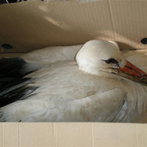 Оплетен в жици щъркел спасен в Бериево