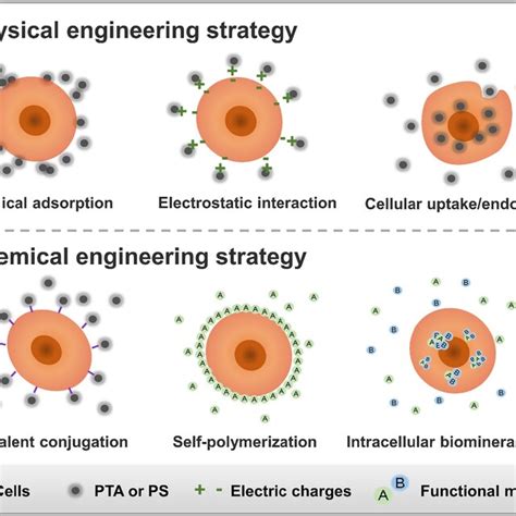 Engineered Photoresponsive Biohybrids For Synergistic Tumor Therapy Download Scientific