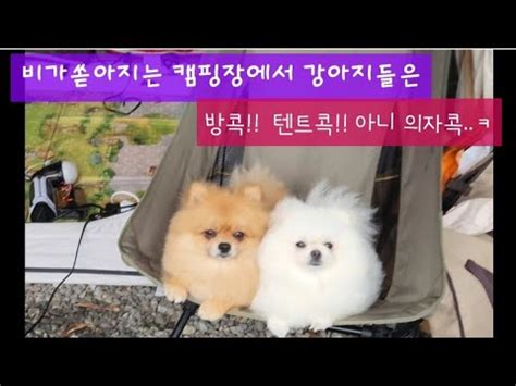 박 일폭우캠핑 강아지 마리와 어머님이랑 아버님 과 함께한 가평캠핑 탄 YouTube