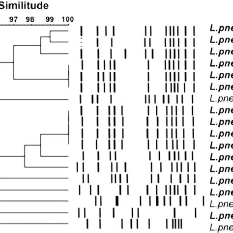 Dendrogram And Schematic Representation Of Pfge Types Showing L