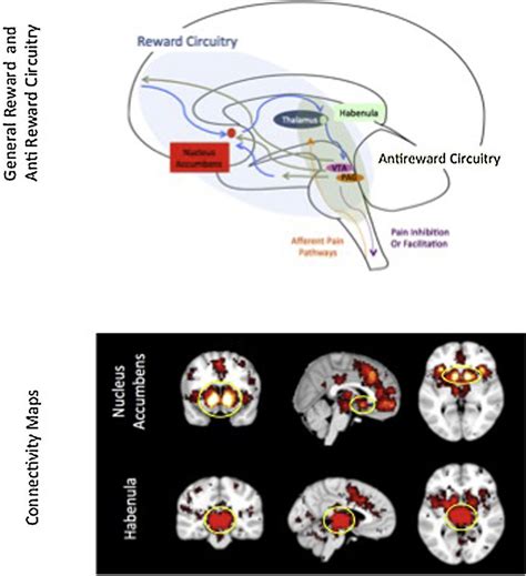 Top Interface Of Reward And Anti Reward Circuitry Reward And Download Scientific Diagram