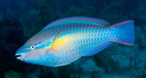 Parrotfish Princess Special Order Rare Aquarium Gallery