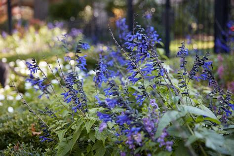 22 Best Deer Resistant Perennial Plants