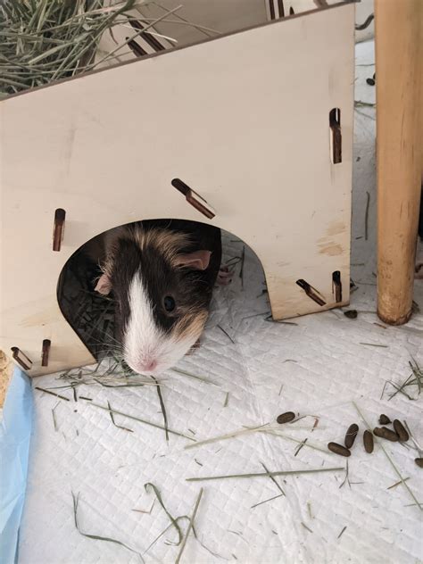 2 Adult Females With Remaining Food And Items Guinea Pig Finder
