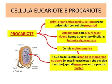 Eucarioti E Procarioti