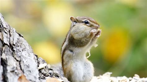 Do Chipmunks Hibernate In The Winter