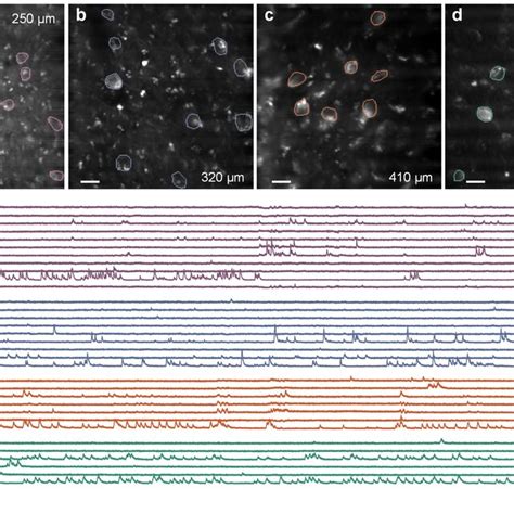 Pdf High Throughput Deep Tissue Two Photon Microscopy At Kilohertz Frame Rates