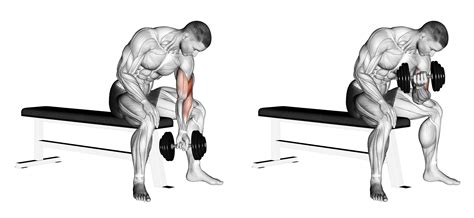 6 Best Spider Curl Alternatives With Pictures Inspire Us