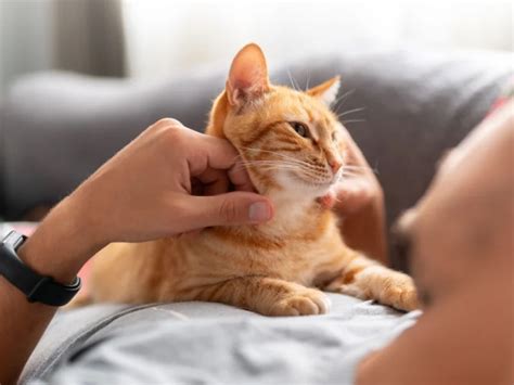 Cryptococcus Fungus In Cats Cat Specialist Services