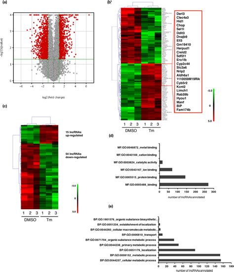 Microarray Analysis Of Mrnas And Lncrnas In Mefs Under Er Stress A Download Scientific