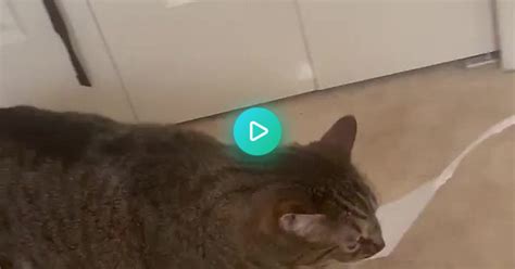 Mongo Transfers Document Album On Imgur