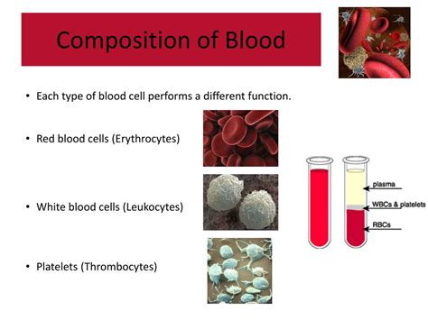 PPT - The Structure and Function of Blood PowerPoint Presentation, free download - ID:2977312