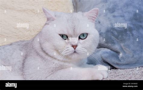 Fluffy White Kitty Looking At Camera On Blue Background Front View Cute Young Short Hair White