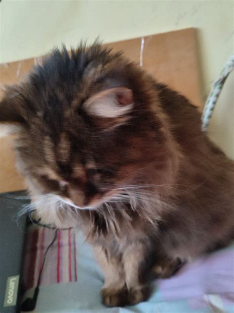 Nemezida On Twitter Померла моя киця сьогодні В мене на руках Їй 18 років Захворіла