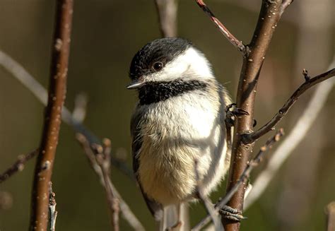 Portrait Of A Chickadee Song Bird Photograph By Sandra Js Fine Art