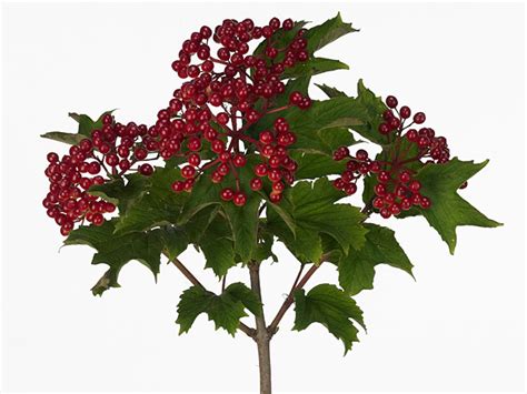 Viburnum Varieties Global Flowers Club
