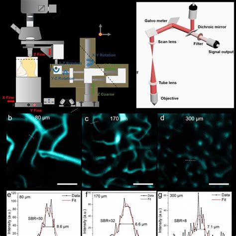 Nir Ii Fluorescence Confocal Microscopic In Vivo Imaging Of Cerebral