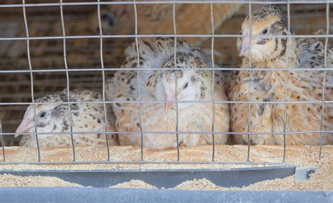 Homemade Quail Feed Balanced Recipes For Coturnix Quail