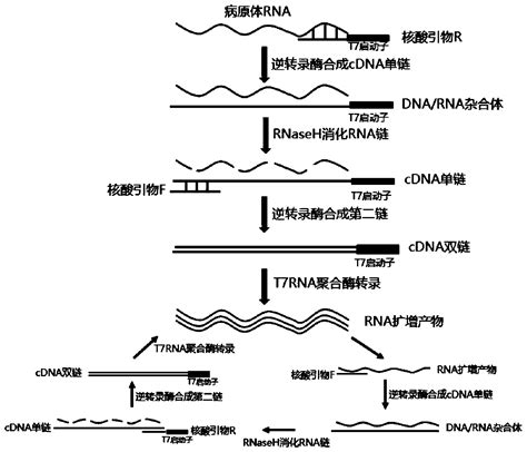 Kit For Jointly Detecting Influenza A Virus And Influenza B Virus Based On Double Amplification
