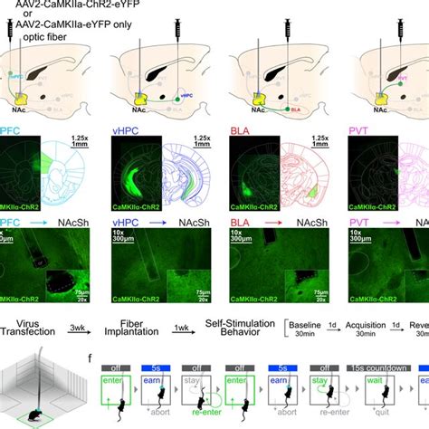 Neural Pathway Targets And Optogenetic Self Stimulation Behaviour Download Scientific Diagram