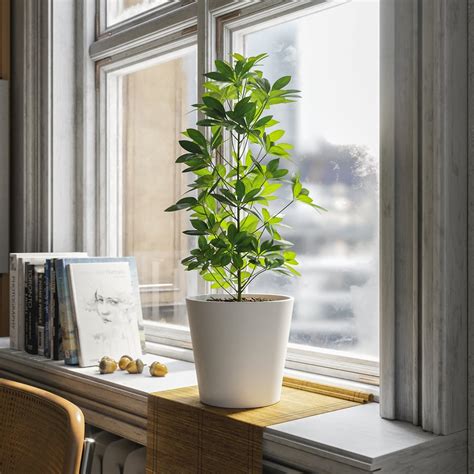 Dwarf Umbrella Tree Potted Plant Model Poliigon