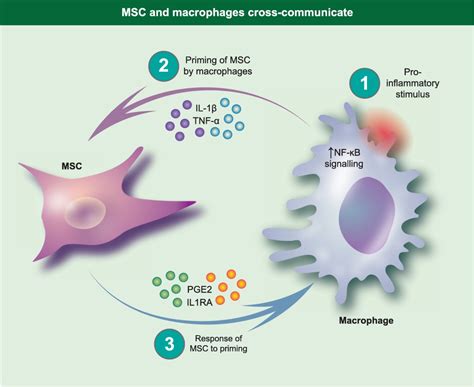The Influence Of Macrophages On Mesenchymal Stromal Cell Therapy