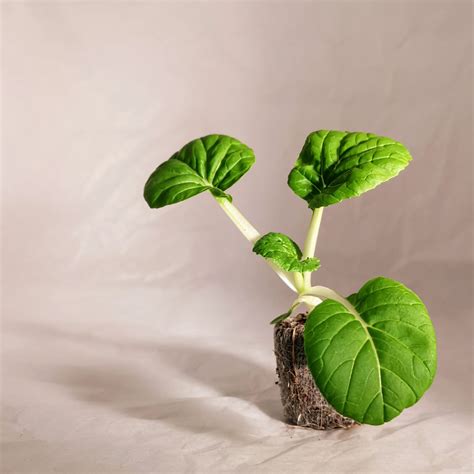 Shop Nai Bai Milk Cabbage Benefits Nutrition Grobrix