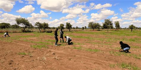 Experimenting With Saps In Our Grass Seed Banks Justdiggit