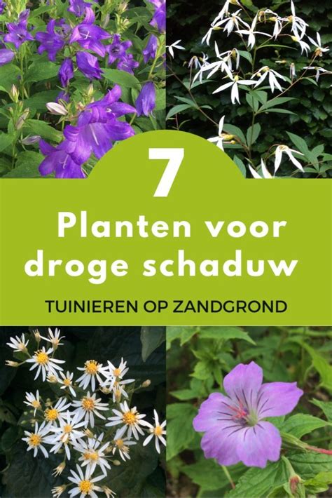 De Beste Geraniums Voor Een Tuin Op Droge Grond Artofit