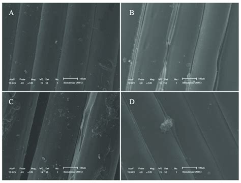 Sem Of Polymer Samples For A Abs Exposed To Water B Tpu Exposed To