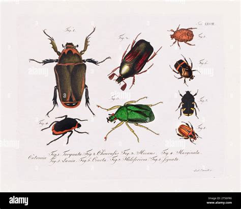 Antique Scientific Beetle Illustration From Around 1800 Notable For Its Aged Colors Depicting