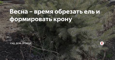 Весна время обрезать ель и формировать крону Сад дом огород Дзен