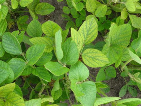 Nutrient Deficiencies In Soybean Cropwatch Nebraska