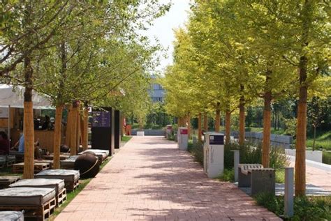 Tree Anchoring With Platipus Tree Anchors Platipus Anchors Earth Anchoring Systems