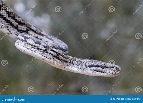 Murray Darling Carpet Python Stock Image Image Of Reptile Australian